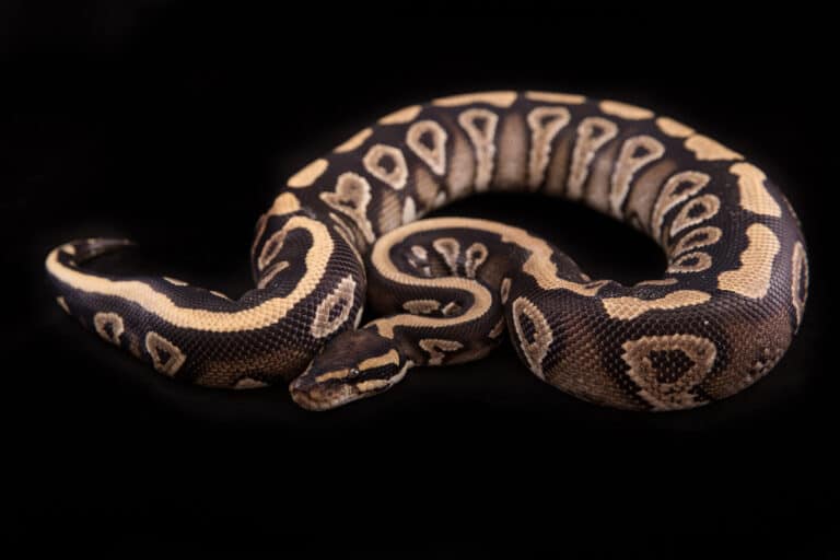 Ball Python Morphs: Discover The 50+ Types - A-Z Animals