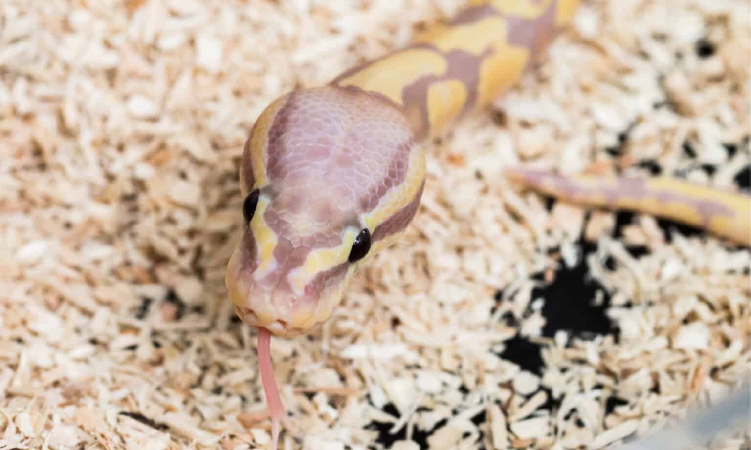 Pink Snakes: The Prettiest Snakes You Can Keep as a Pet - A-Z Animals