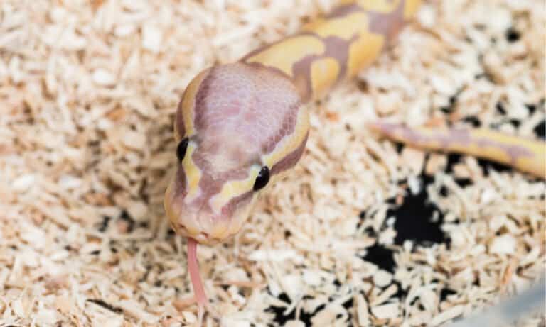 Ball Python Quiz: Test What You Know! - A-Z Animals