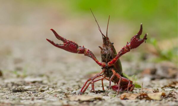 When Is Crawfish Season in Texas? The Best Time to Buy and Eat - A-Z ...