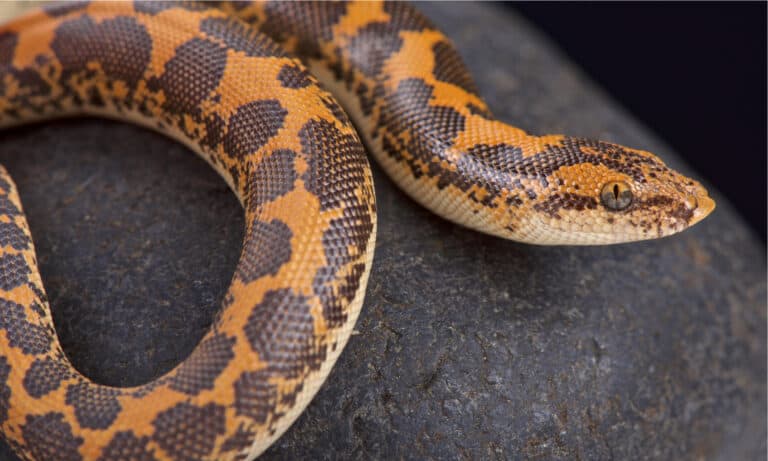 12 Snakes That Live By The Nile - A-Z Animals