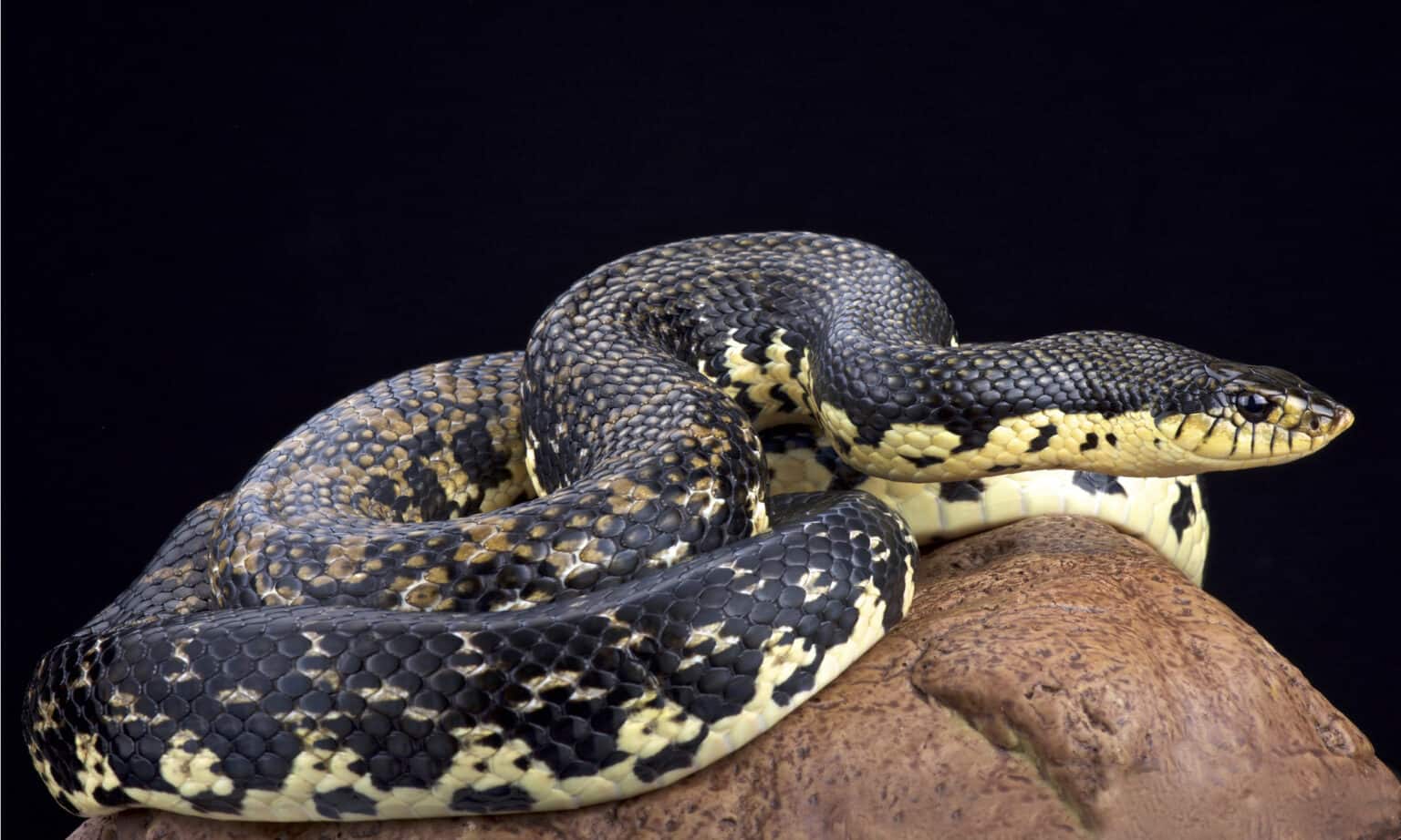 8 Incredible Hognose Snake Facts - A-Z Animals
