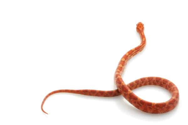 Corn Snake Morphs: The Complete List - A-Z Animals