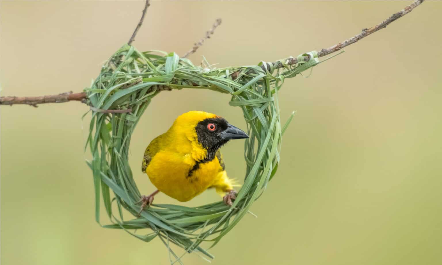 Weaver Birds Animal Facts - Ploceidae - A-Z Animals
