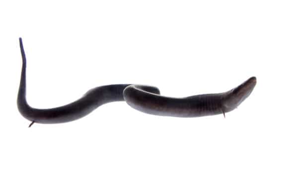 Congo Snake Animal Facts - Amphiuma - A-Z Animals
