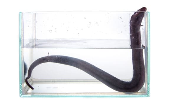 The 5 Largest Amphibians in the World - A-Z Animals