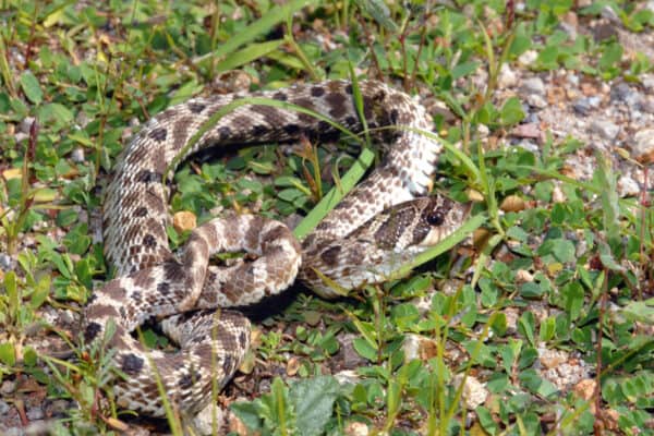 Hognose Snake Morphs: Discover The 25+ Types - A-Z Animals