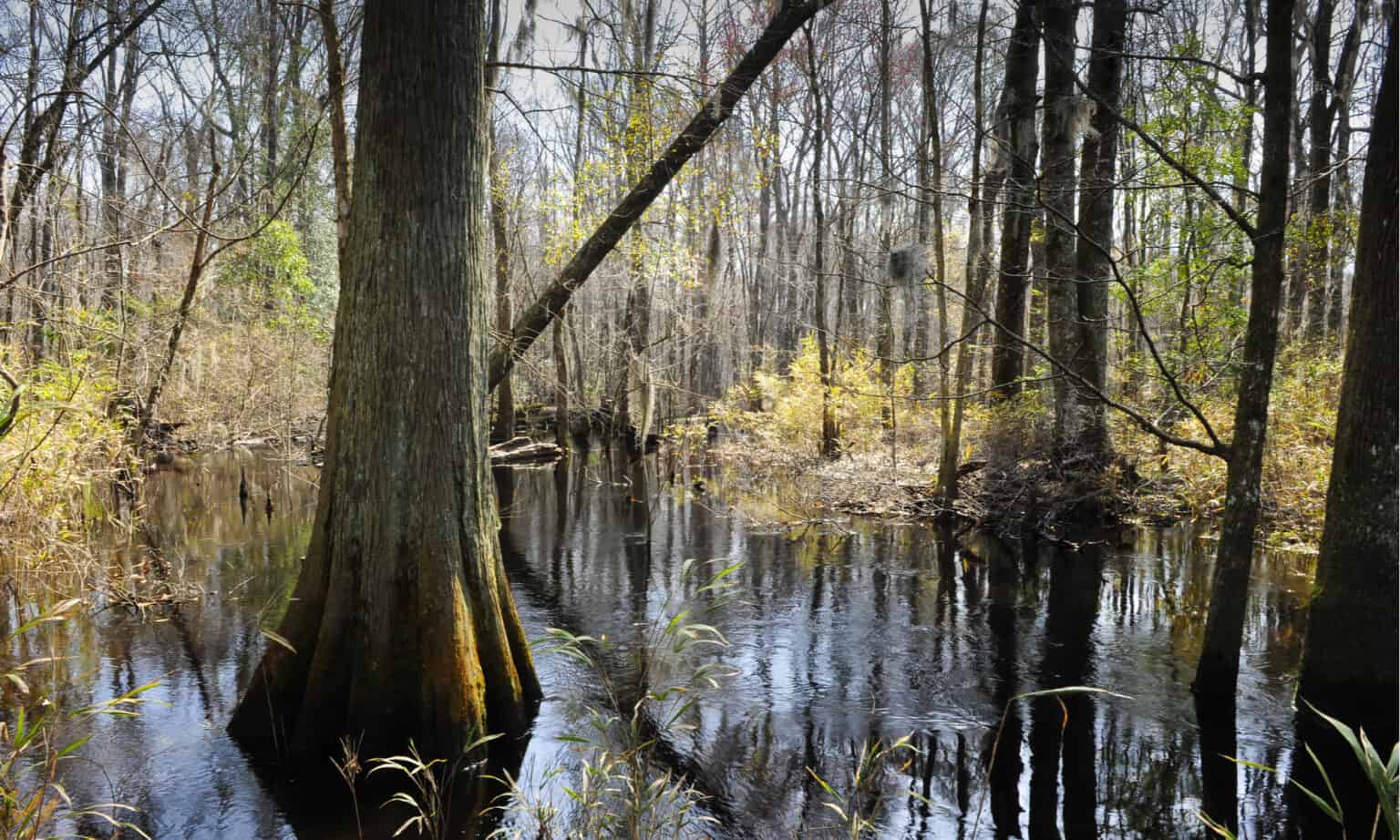 Discover The 5 Largest Swamps In The United States - A-Z Animals