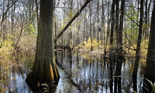 Discover The 5 Largest Swamps In The United States - A-Z Animals