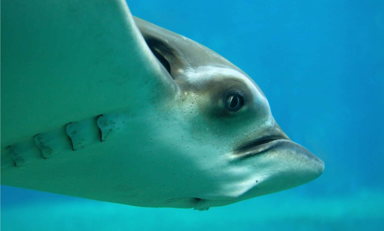 Eagle Ray Fish Facts - A-Z Animals