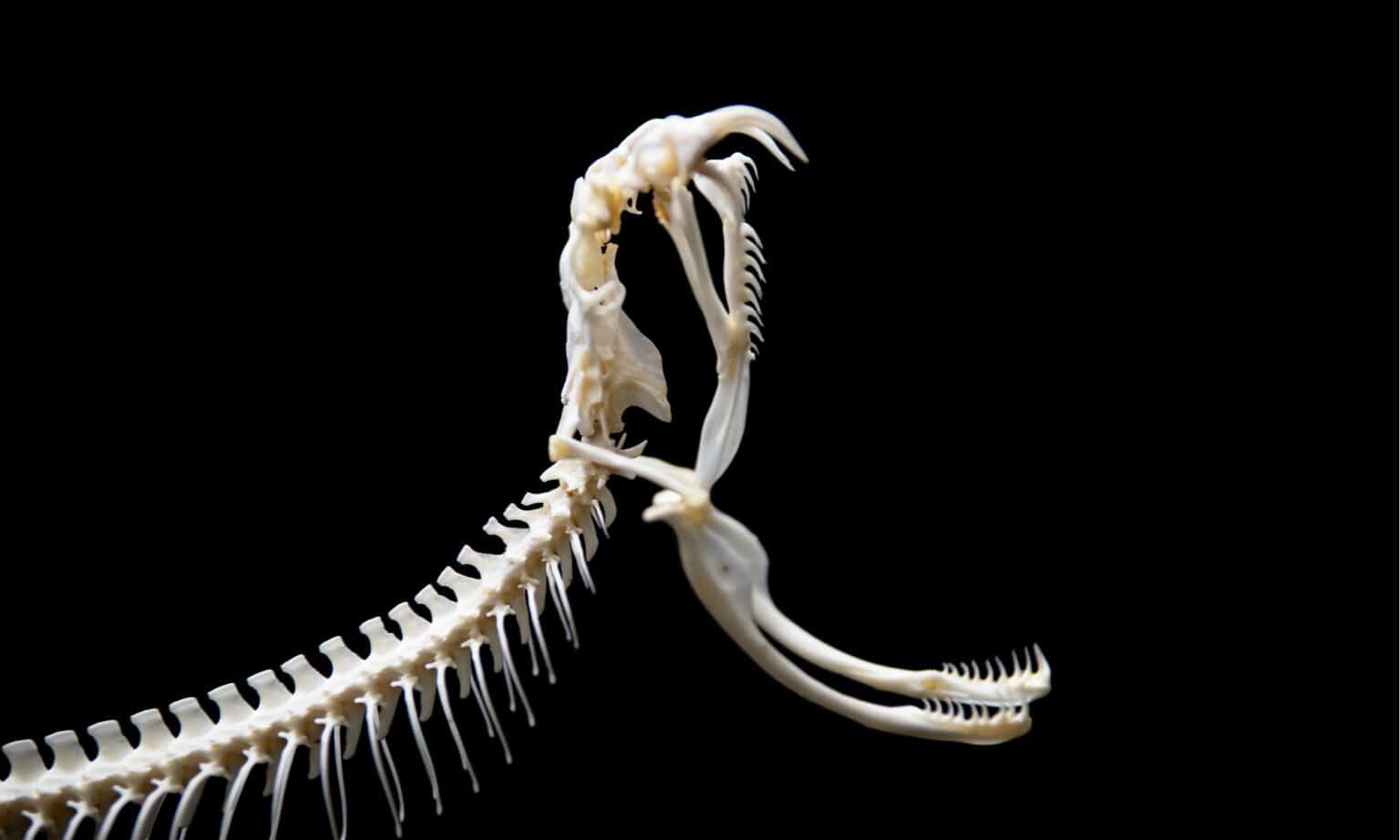 Snake Skeletons: Here's What Makes Them So Unique - A-Z Animals
