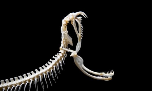 Snake Skeletons: Here's What Makes Them So Unique - A-Z Animals