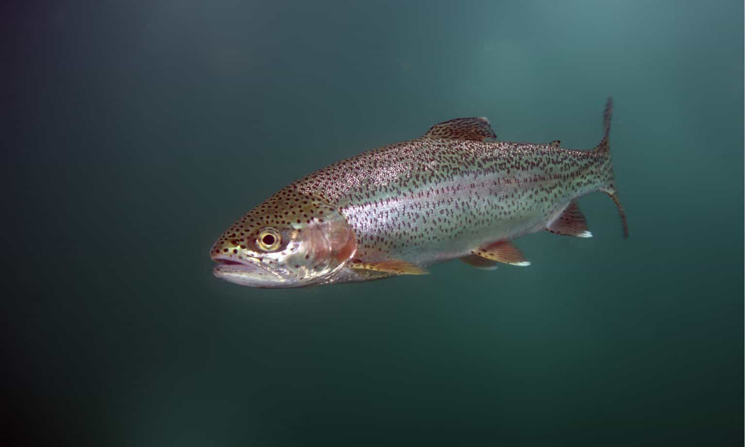 Trout Animal Facts - A-Z Animals