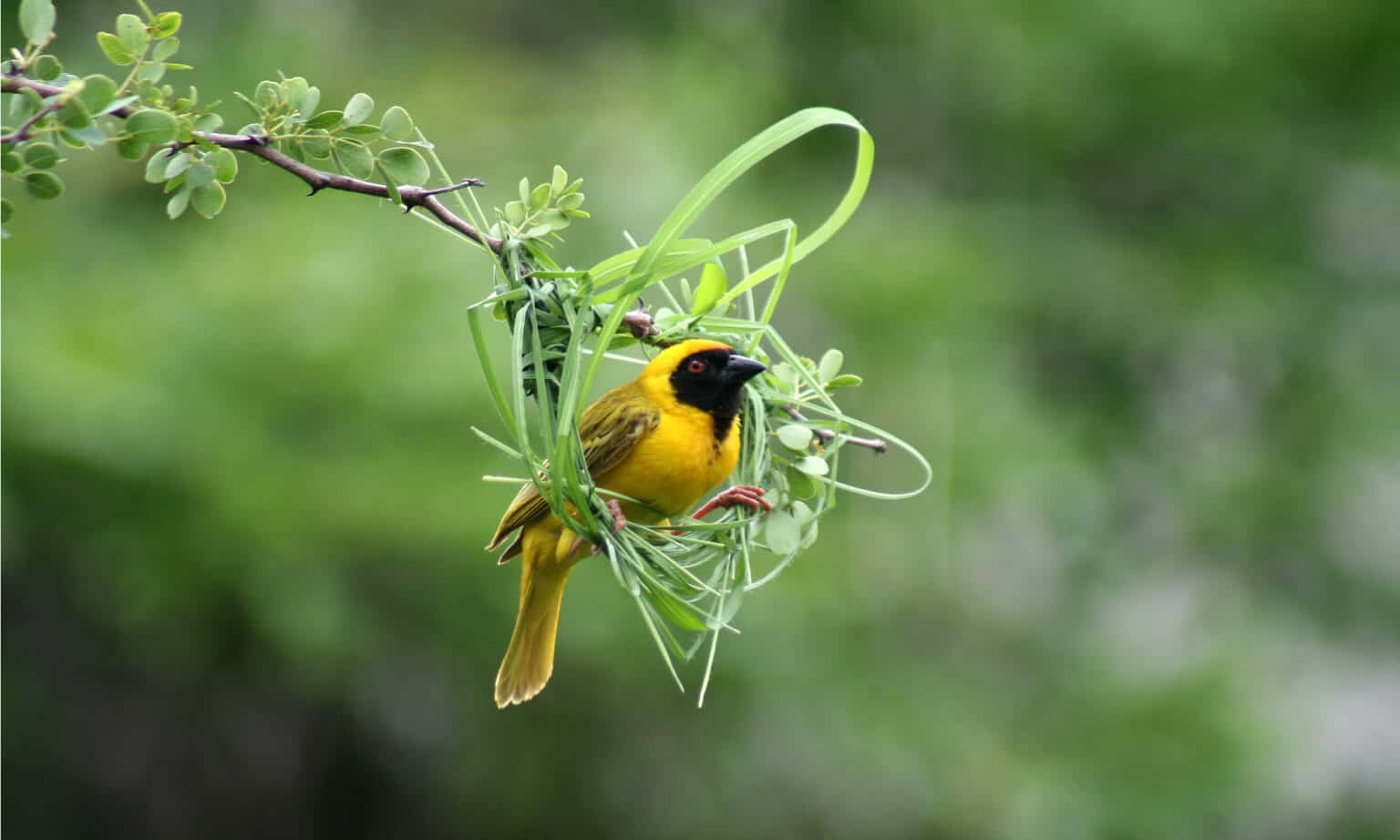 Weaver Birds Animal Facts - Ploceidae - A-Z Animals