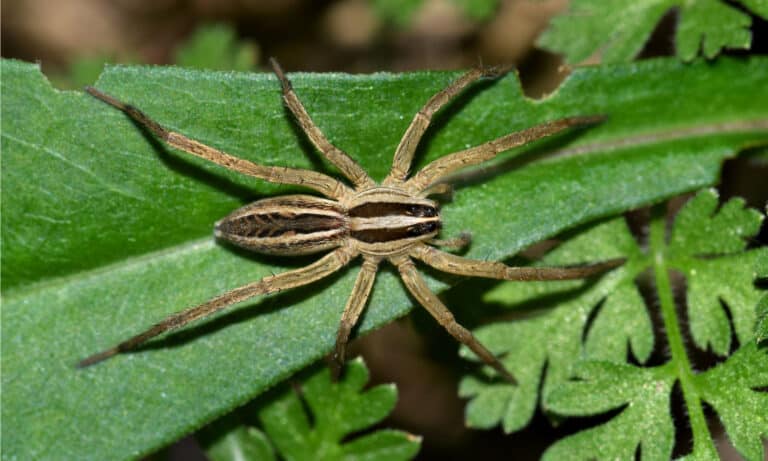 Garden Spiders in Texas: 29 Common Spiders in Gardens - A-Z Animals