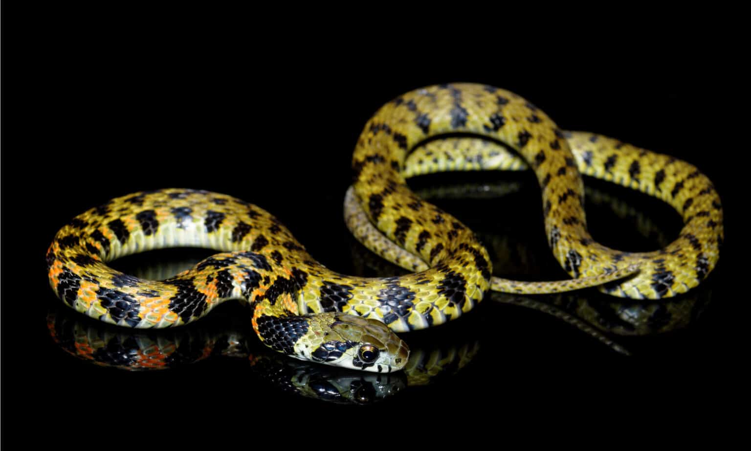 Types of Snakes: Every Species You Need to Know