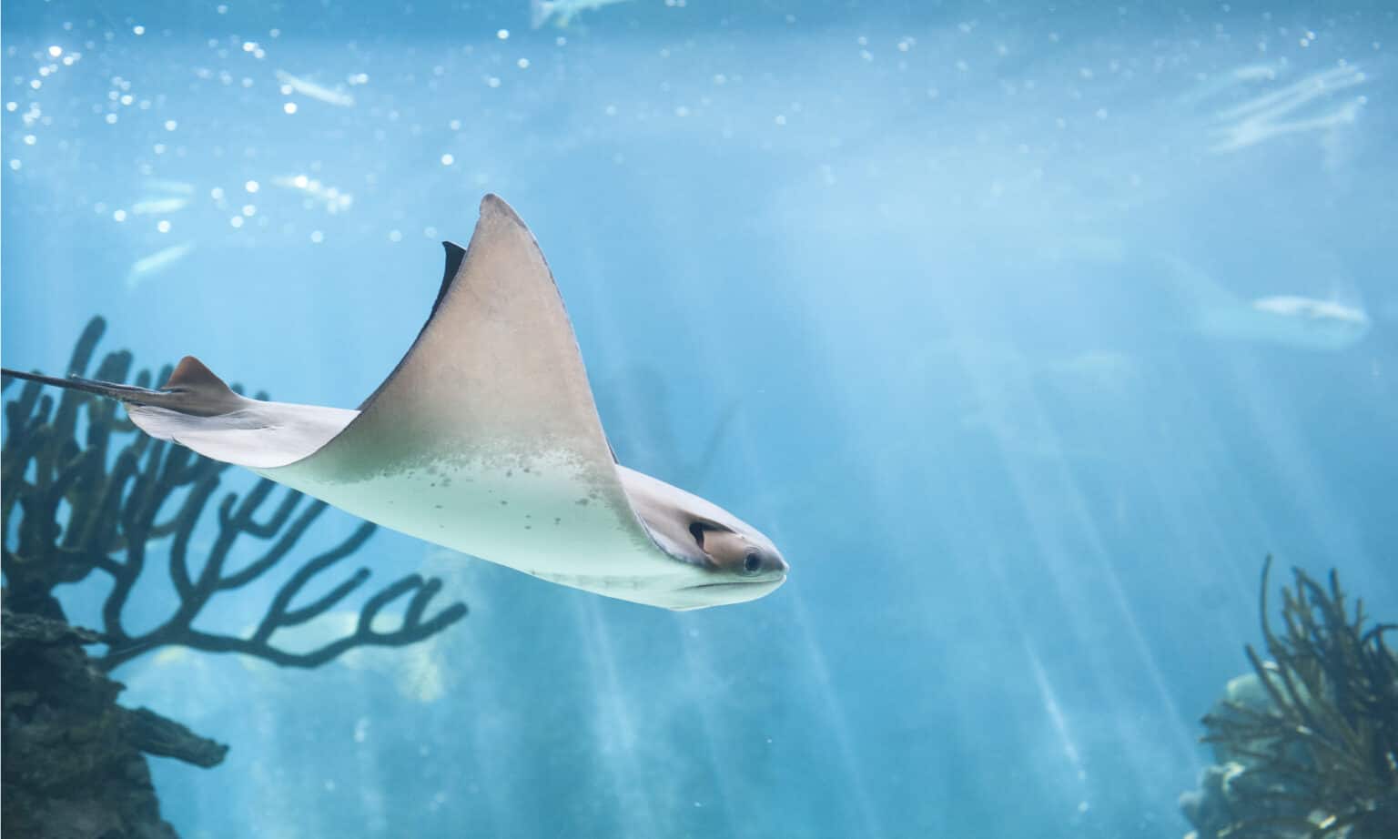 Skate vs Manta Ray: What Are The Differences? - A-Z Animals