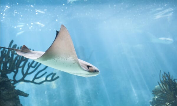 Stingray Fish Facts - A-Z Animals