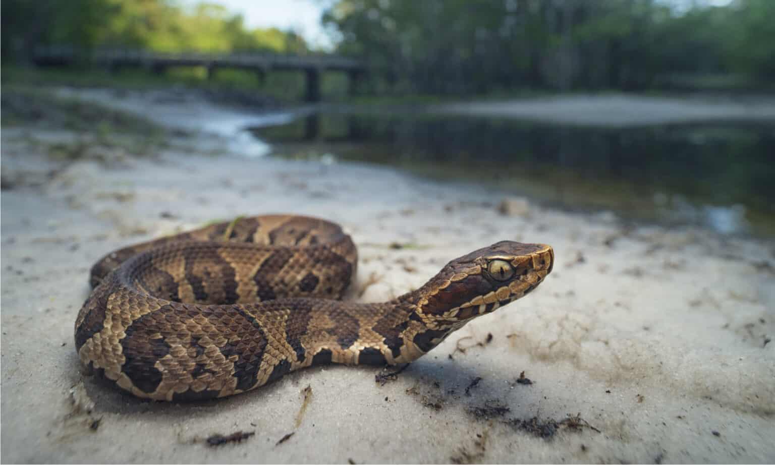 15 Animals That Live in and Around the Swamp - A-Z Animals