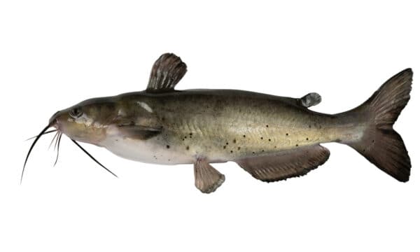 The 15 Largest Fish in the Great Lakes (Plus Honorable Mentions) - A-Z ...