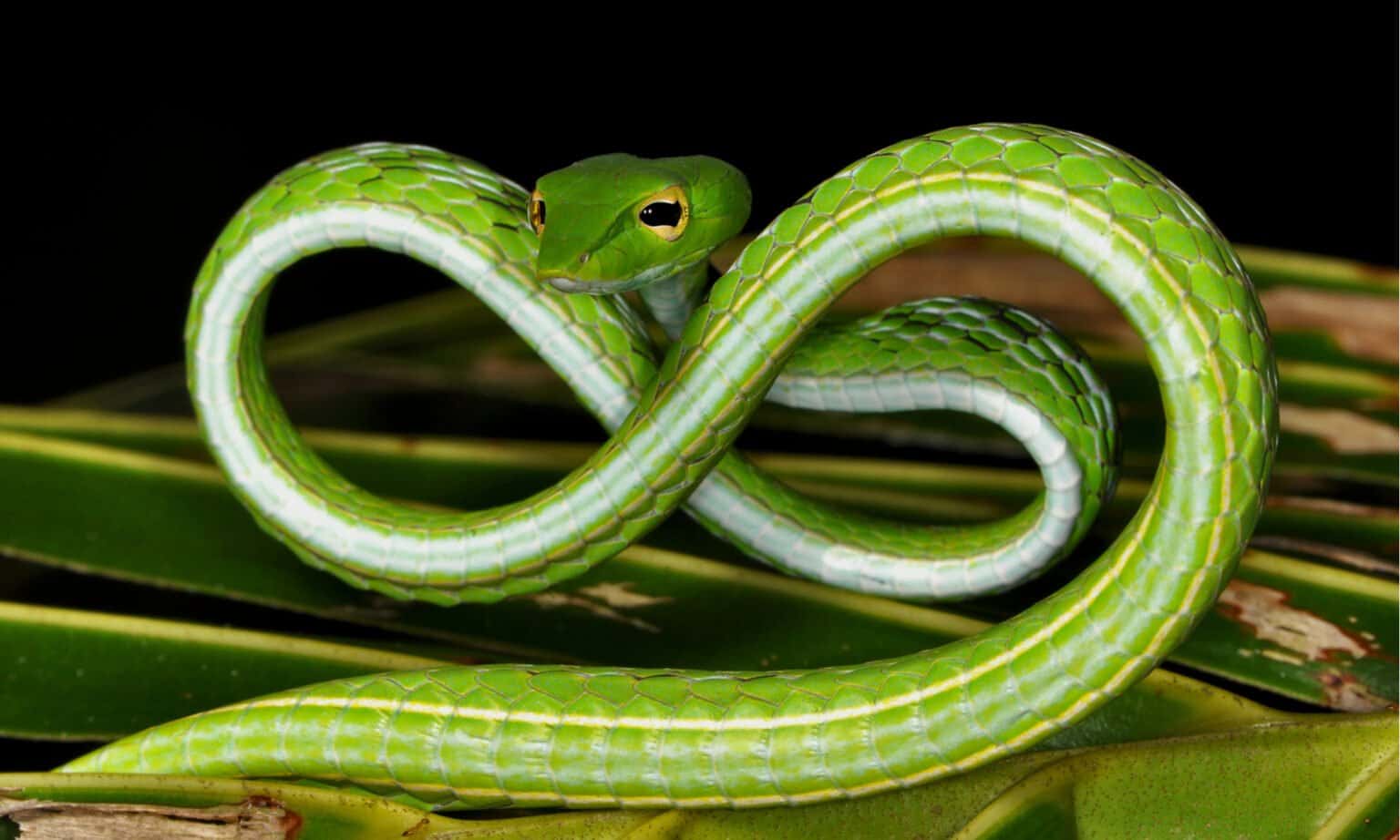 Discover The 10 Weirdest Snakes in the World - A-Z Animals
