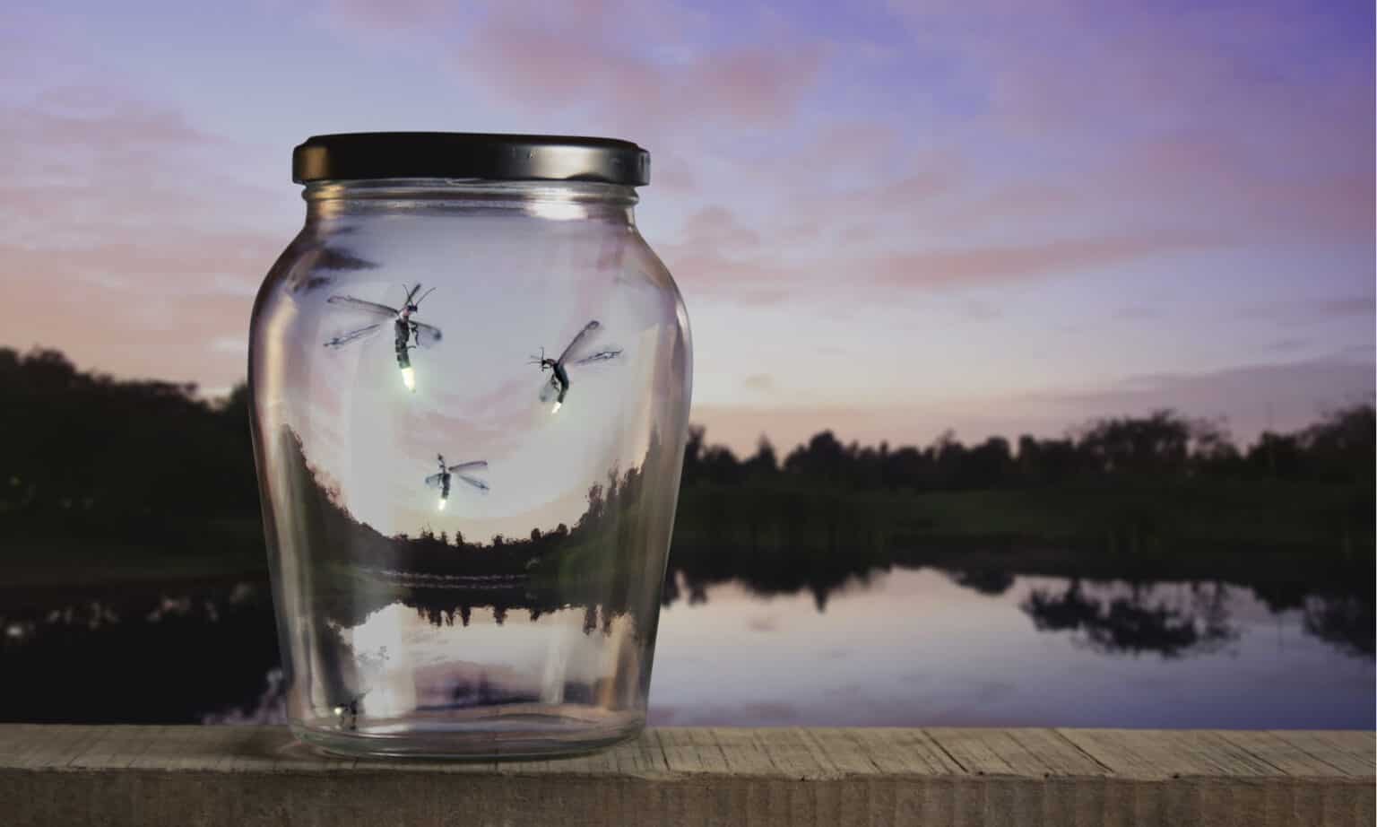 What Do Fireflies Eat? - A-Z Animals