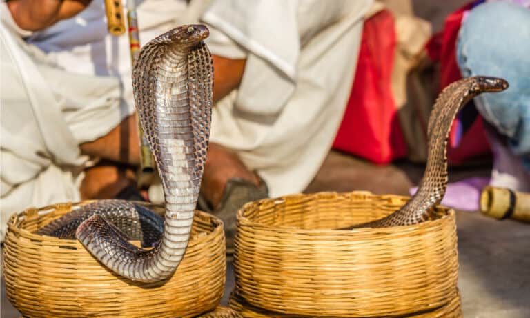 The World's 4 Deadliest Snakes: Why the "Big 4" Lead to 50,000+ Deaths ...