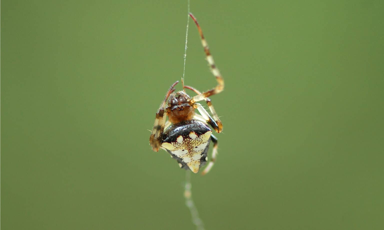13 Yellow and Black Spiders (With Pictures of Each!) - A-Z Animals