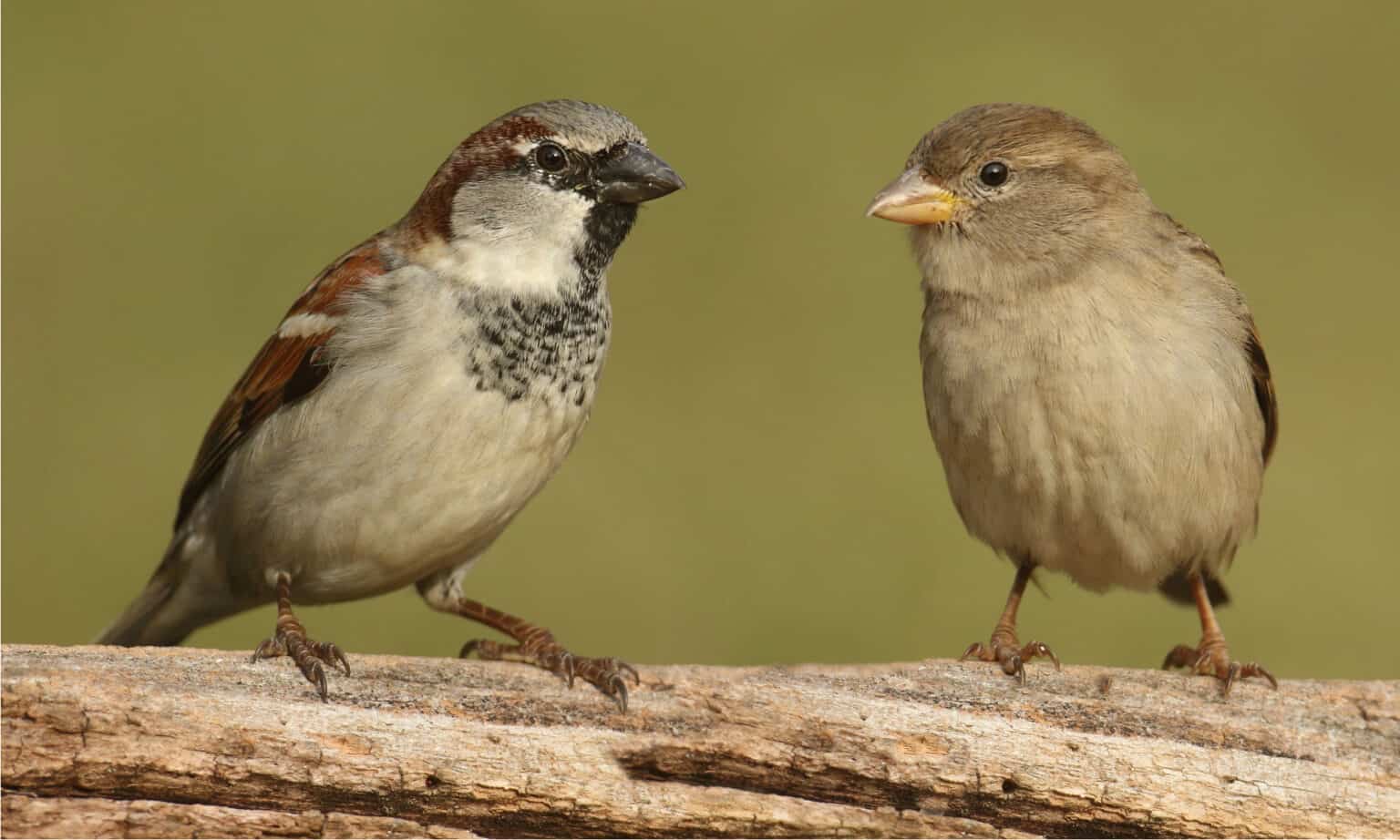 10 Essential Facts About Sparrows - A-Z Animals