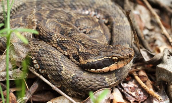 Mamushi Snake Animal Facts - Gloydius blomhoffii - A-Z Animals
