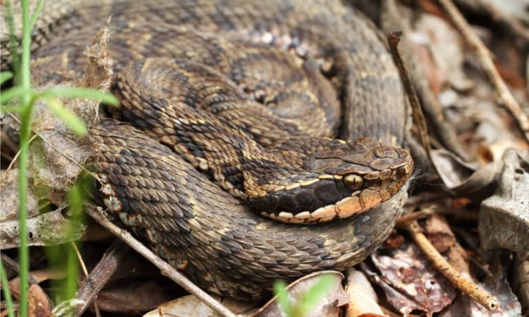 Pit Viper Animal Facts - A-Z Animals