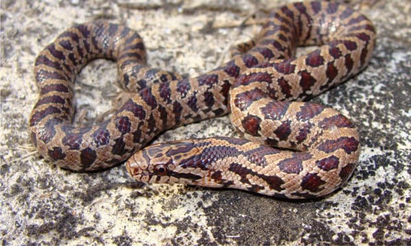 King Snake Animal Facts - Lampropeltis - A-Z Animals