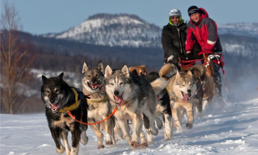The Best Taste of the Wild Dog Foods: Ranked and Reviewed - A-Z Animals