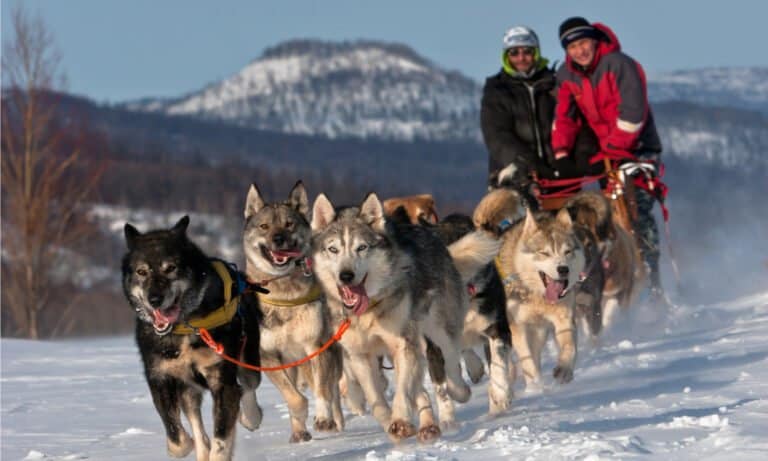 The Best Taste of the Wild Dog Foods: Ranked and Reviewed - A-Z Animals
