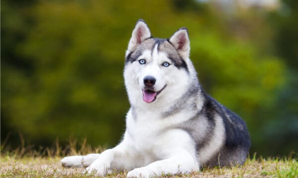 Alaskan Klee Kai Animal Facts - Canis lupus familiaris - A-Z Animals