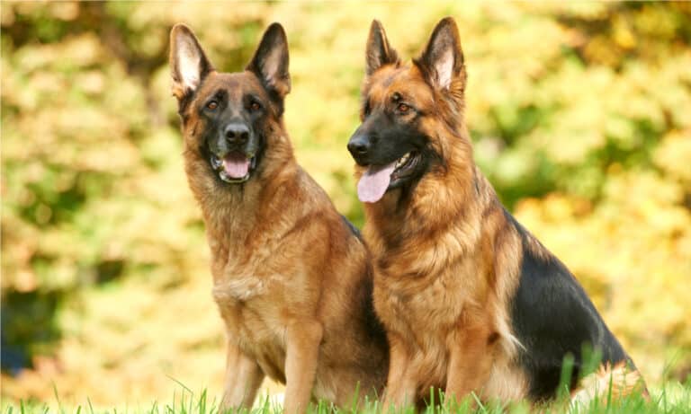 German Shepherd Guide Animal Facts - Canis lupus familiaris - A-Z Animals
