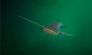 Wels Catfish Fish Facts - Silurus glanis - A-Z Animals