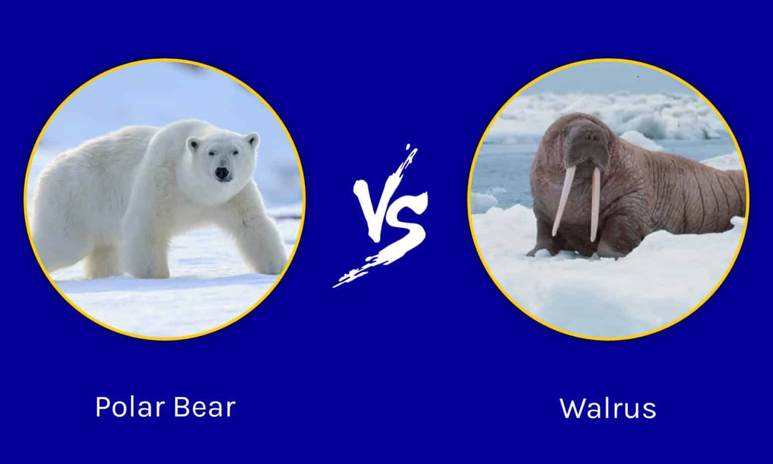 Polar Bear Vs Walrus: Who Would Win In A Fight? - A-Z Animals