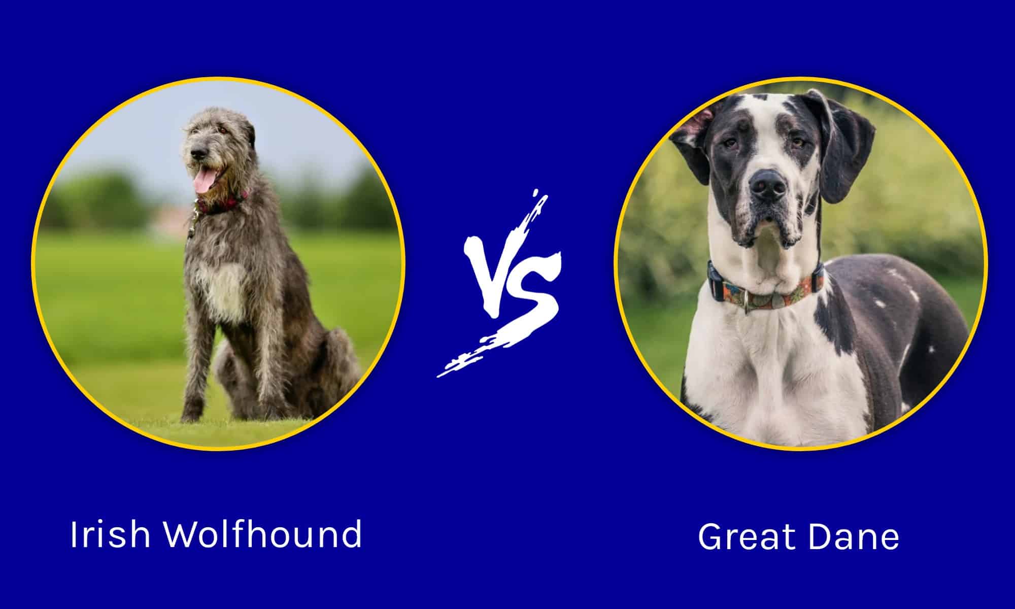Irish Wolfhound vs Great Dane: What Are 8 Key Differences? - A-Z Animals