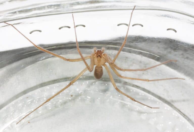 10 Spiders in Nevada - One is extremely Venomous! - A-Z Animals