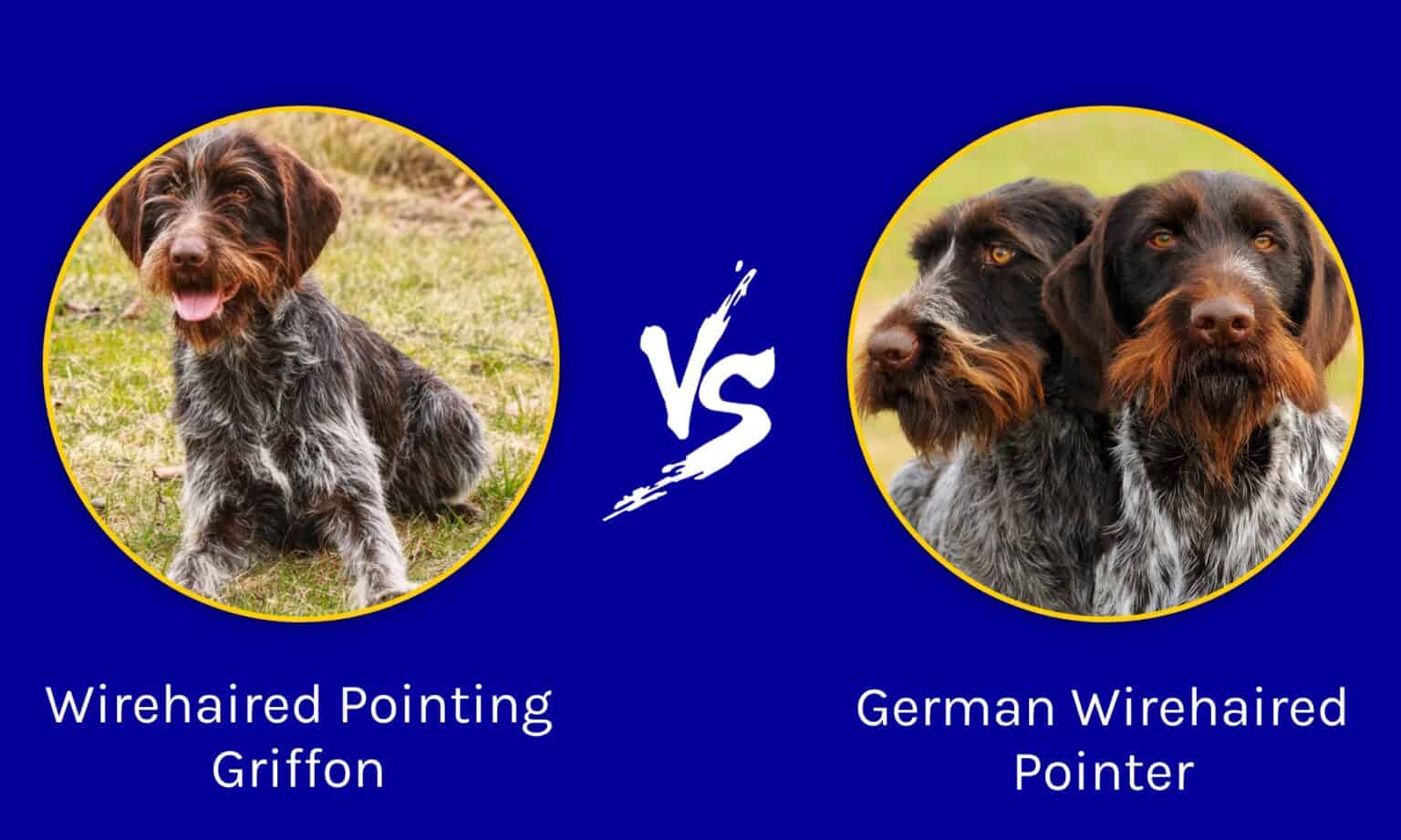 Wirehaired Pointing Griffon vs German Wirehaired Pointer: 5 Differences