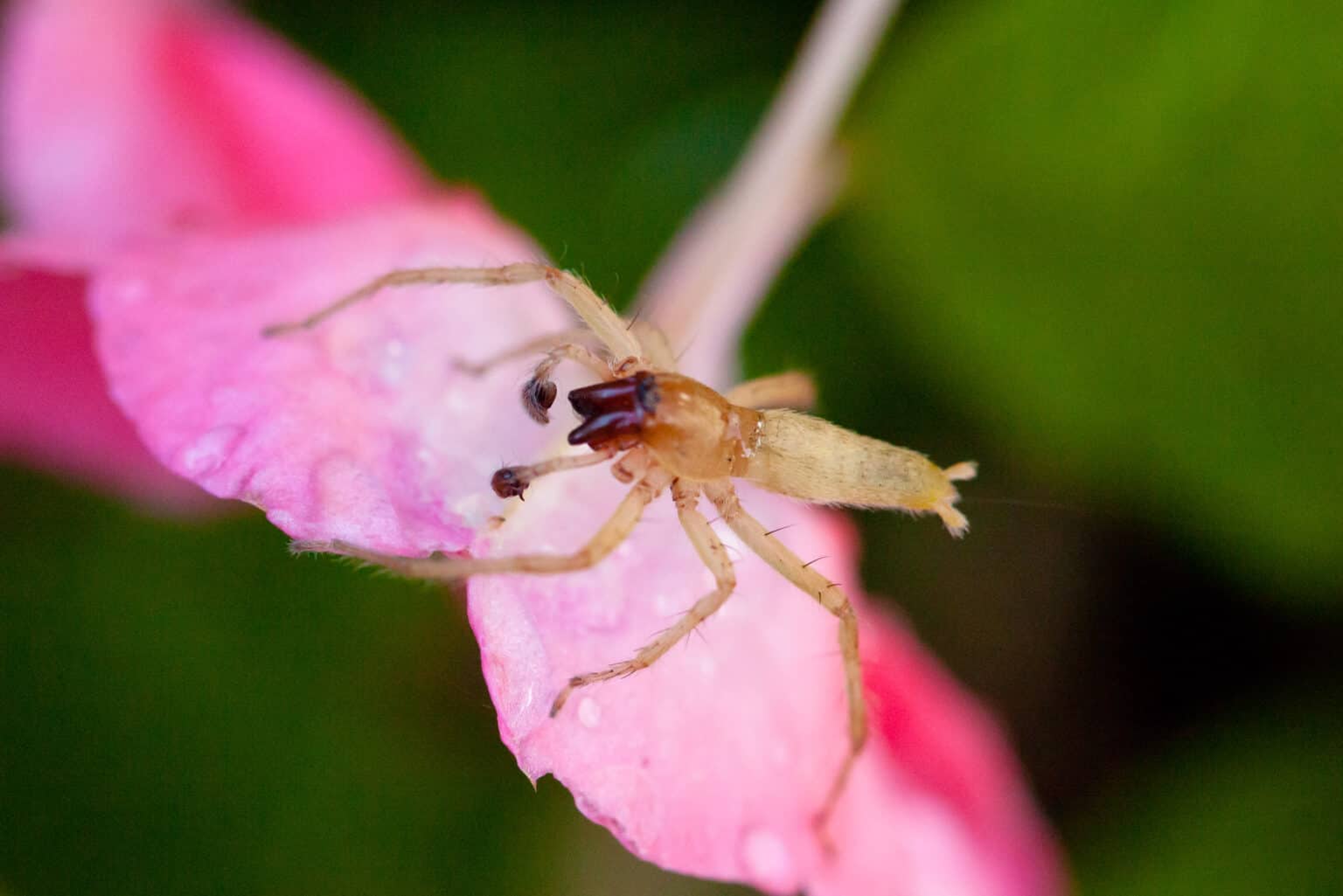 10 Spiders in Ohio - A-Z Animals