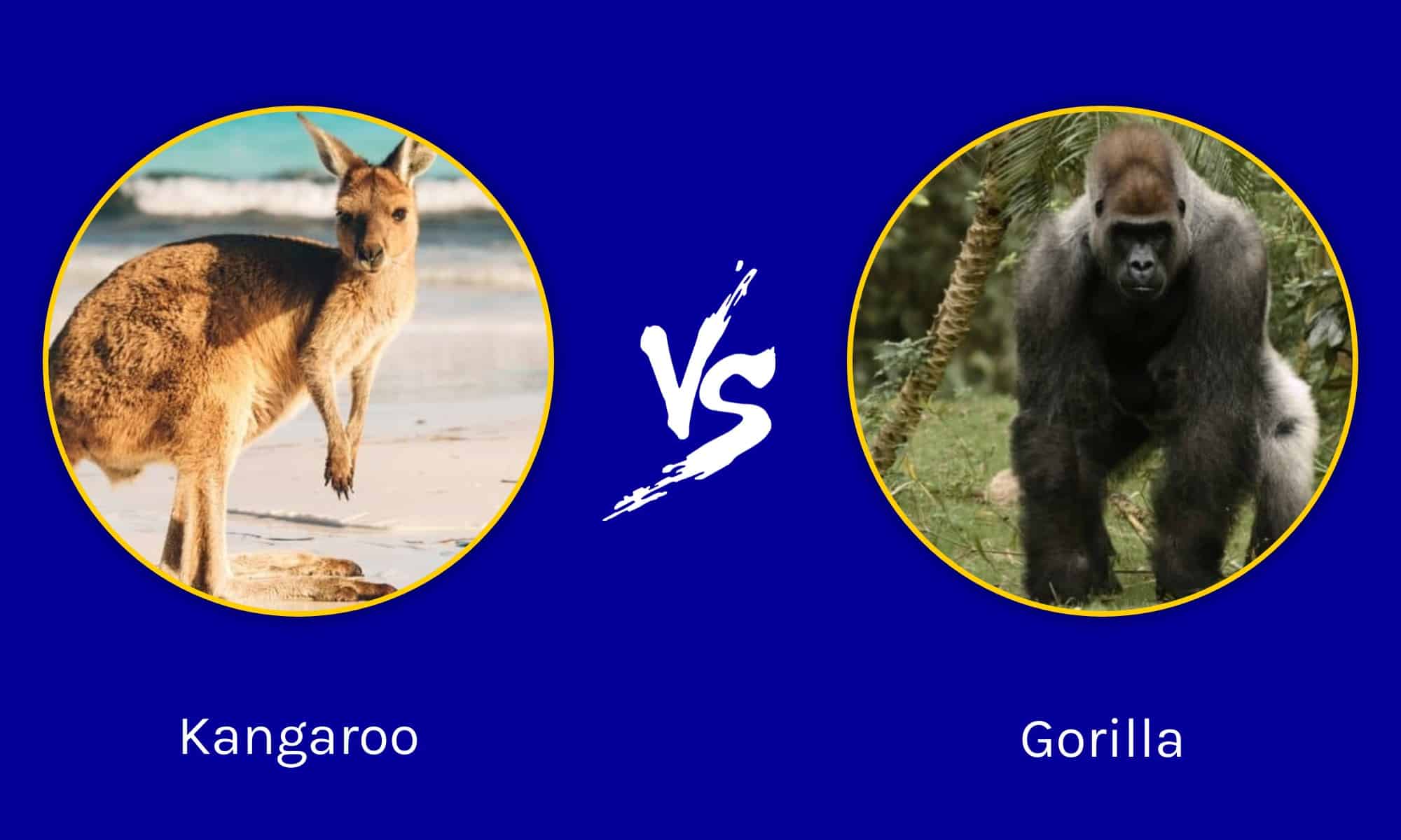 Kangaroo vs Gorilla: Who Would Win in a Fight? - A-Z Animals