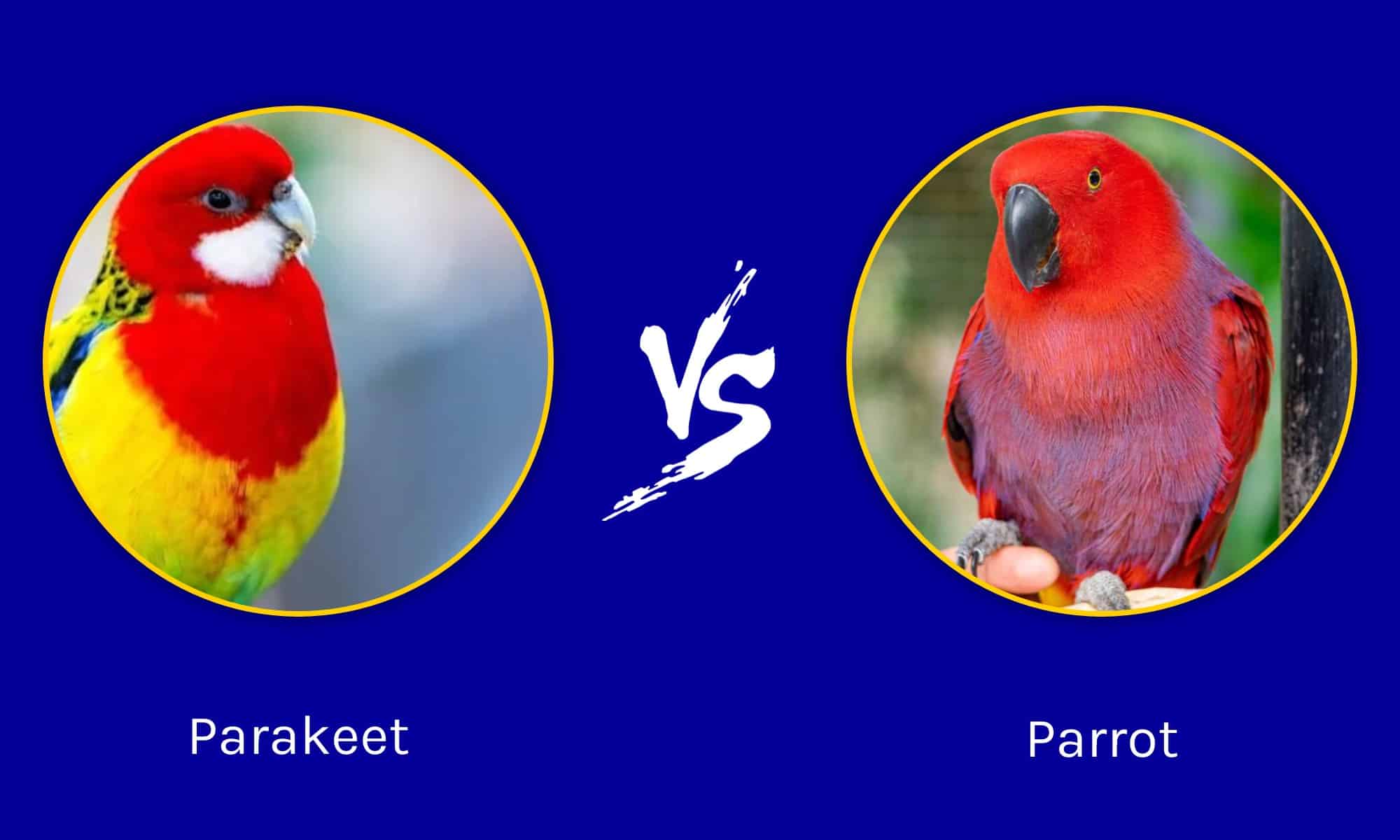 Parakeets VS Parrots: How To Tell Them Apart - A-Z Animals