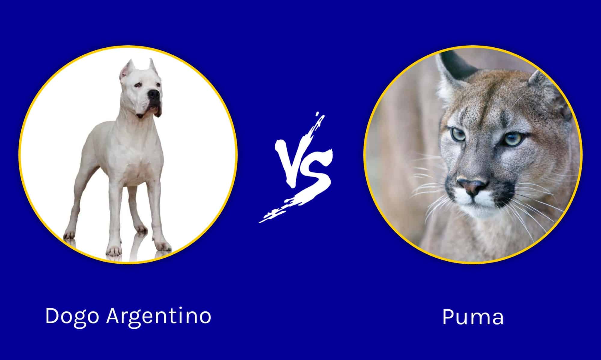 Dogo Argentino vs Puma: The Background on their Altercations - A-Z Animals