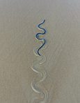 What Do Sea Snakes Eat? - A-Z Animals