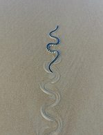 What Do Sea Snakes Eat? - A-Z Animals