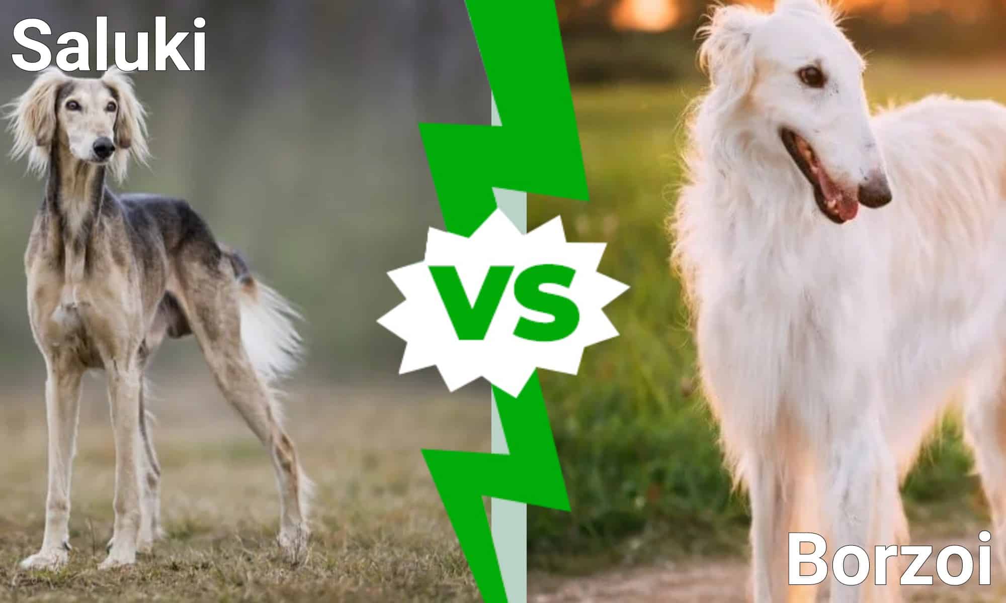 Saluki vs Borzoi: 5 Key Differences - A-Z Animals