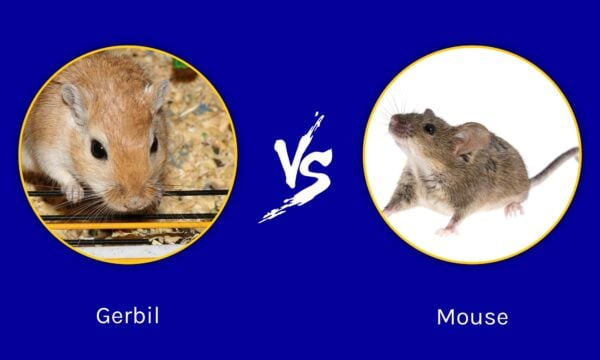 Gerbil vs Mouse: Key Differences Explained - A-Z Animals