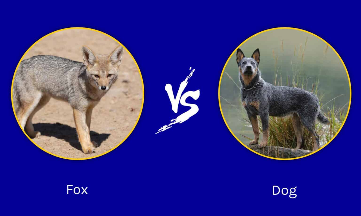 Fox vs Dog: Can A Fox Outrun A Dog? - A-Z Animals